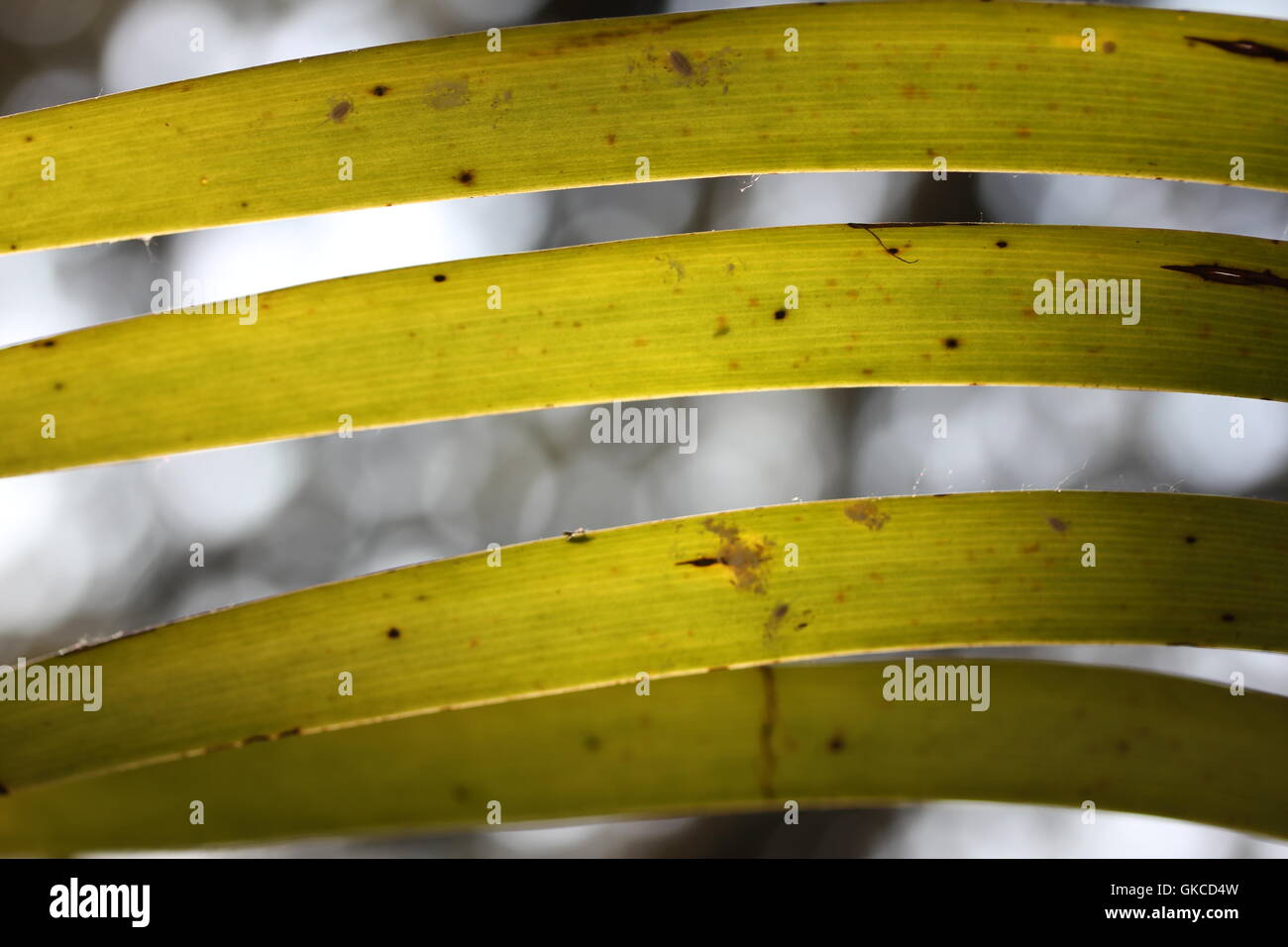 Plant structure hi-res stock photography and images - Alamy