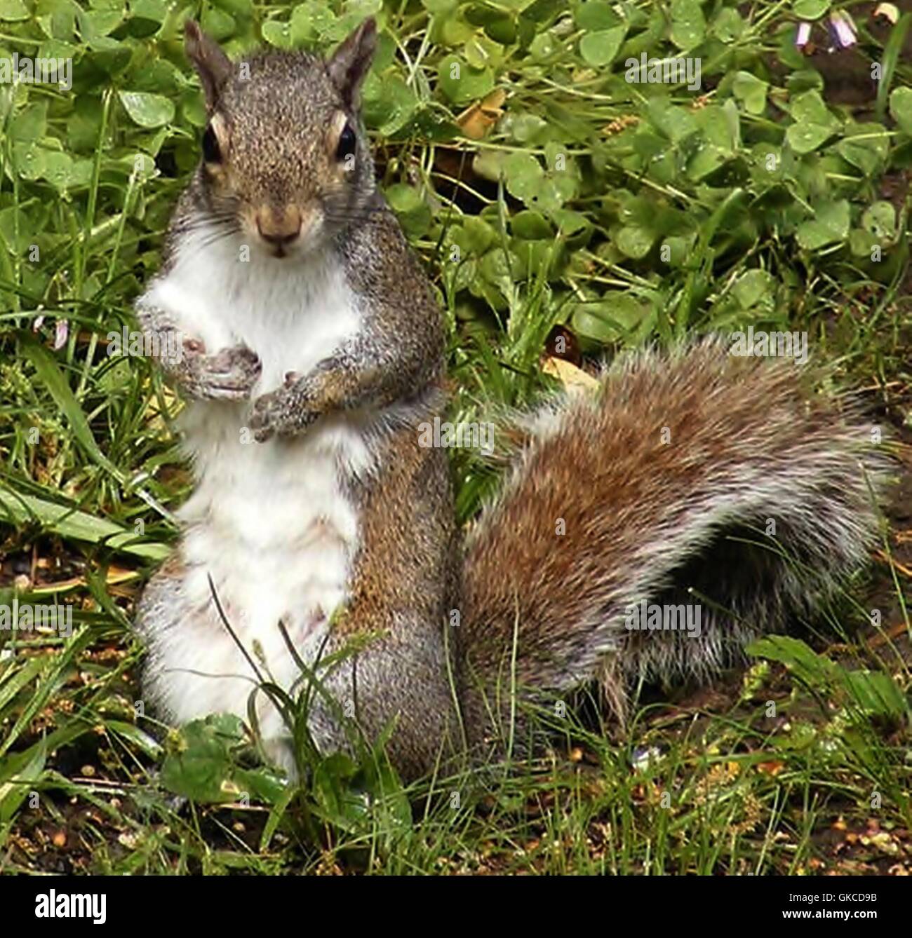 squirrel stand look Stock Photo - Alamy
