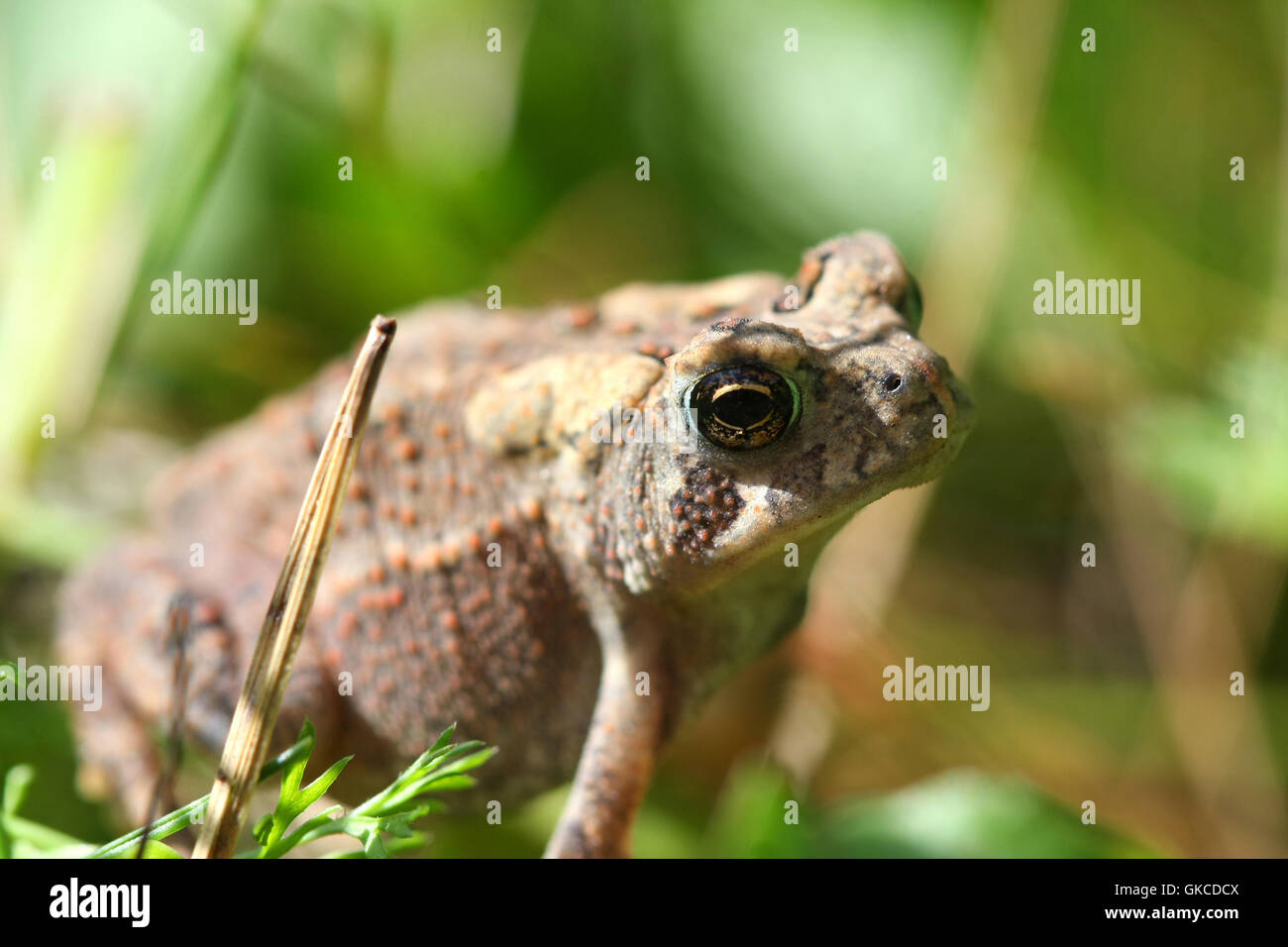 Jungle toad hi-res stock photography and images - Alamy