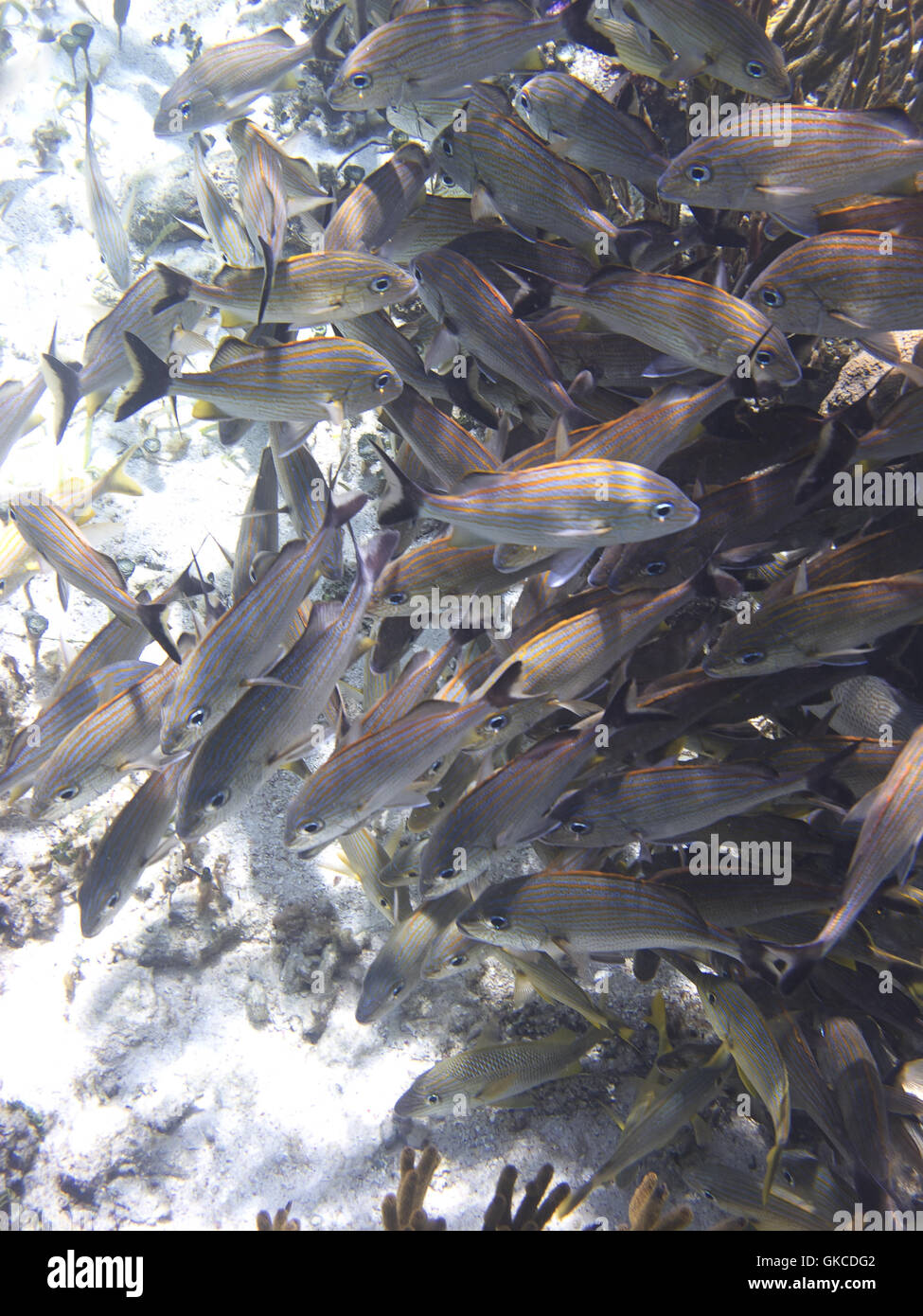 White grunt fish underwater hi-res stock photography and images - Alamy