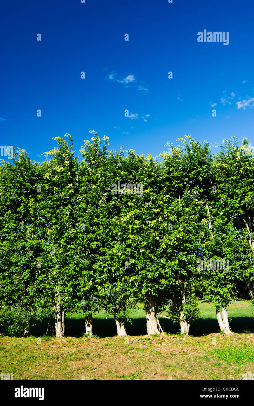 Row of trees green wall Stock Photo - Alamy