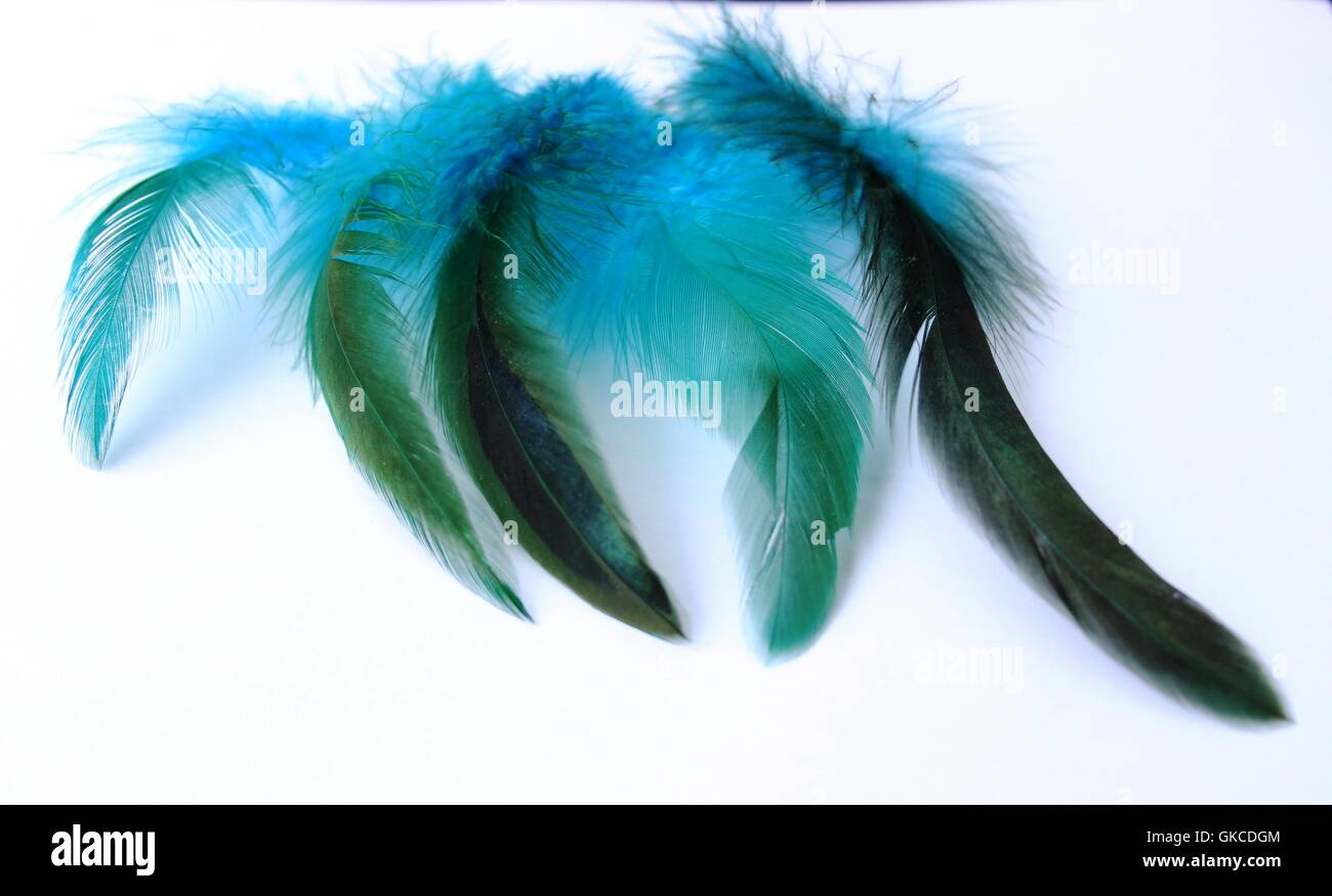 Feathers springs hi-res stock photography and images - Alamy