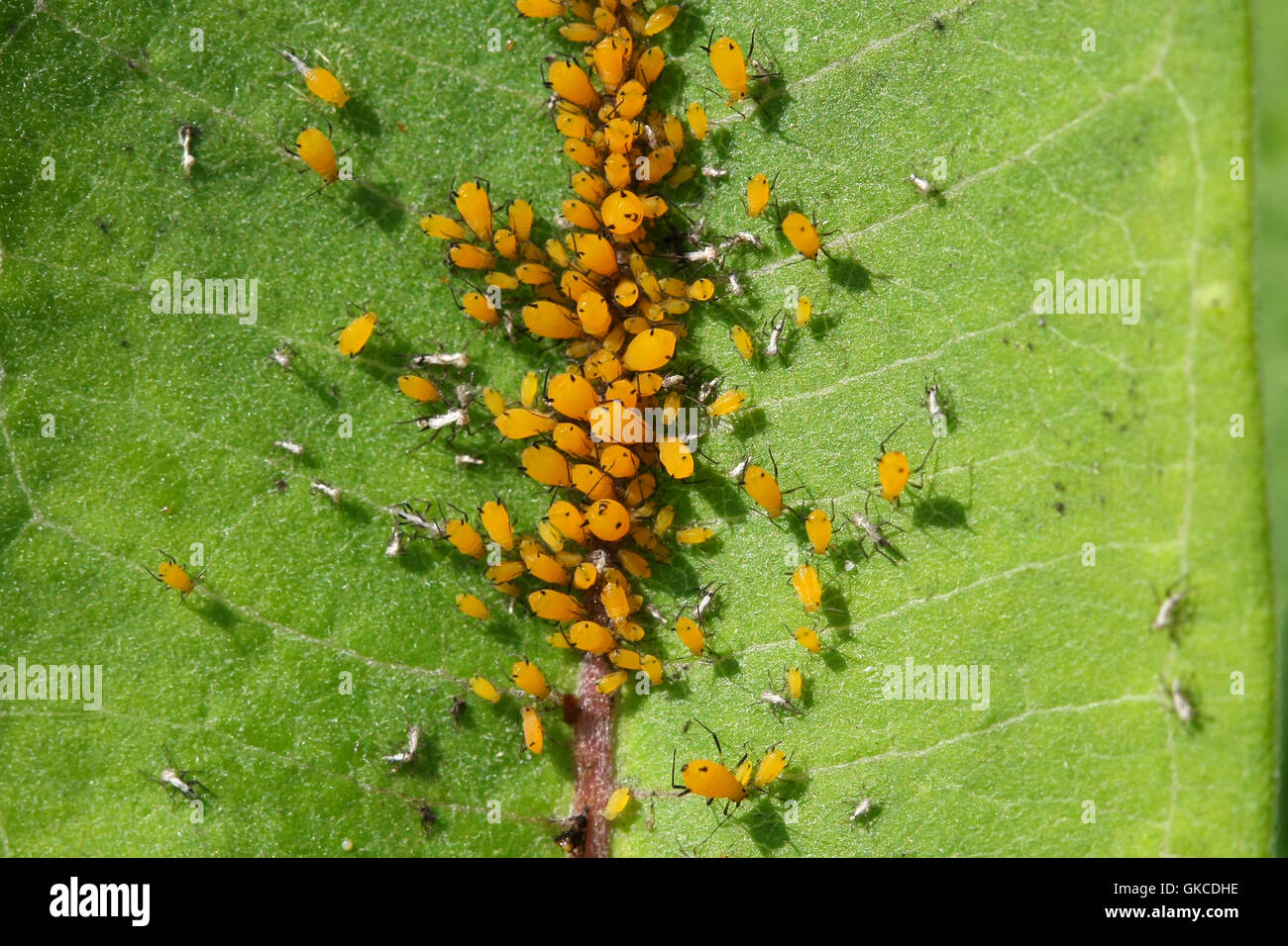 Oleander Aphids Aphis nerii Stock Photo - Alamy