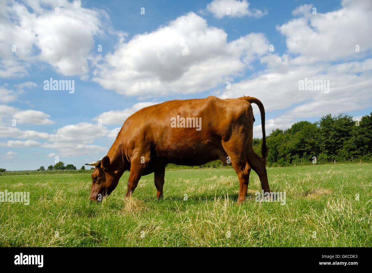 Cow eating grass Stock Photo - Alamy