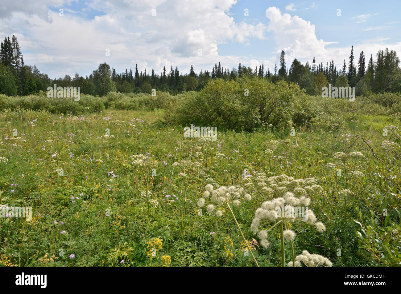 The object of UNESCO world heritage site "Virgin Komi forests". The ...