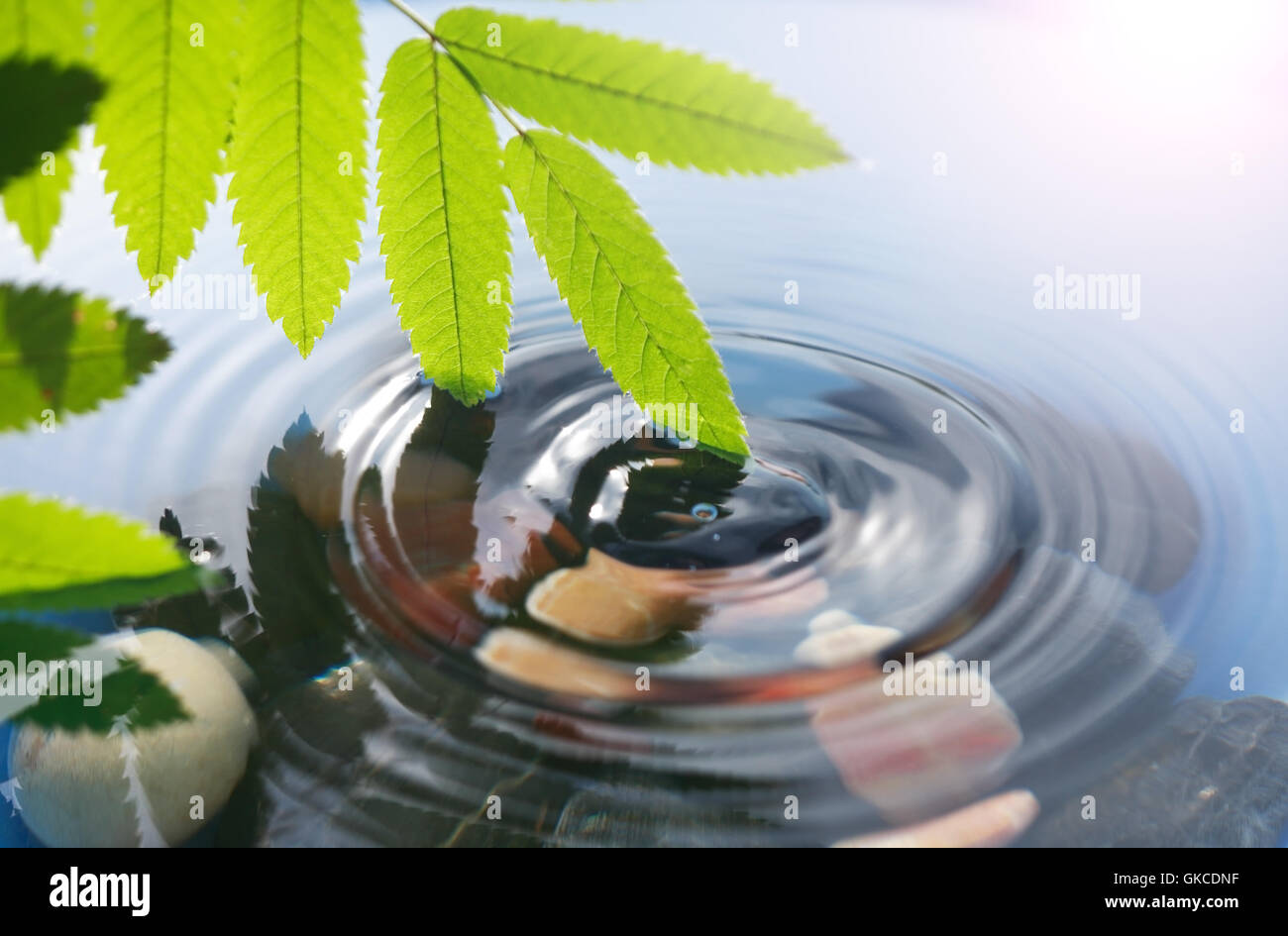 Green leaves water splashing hi-res stock photography and images - Alamy