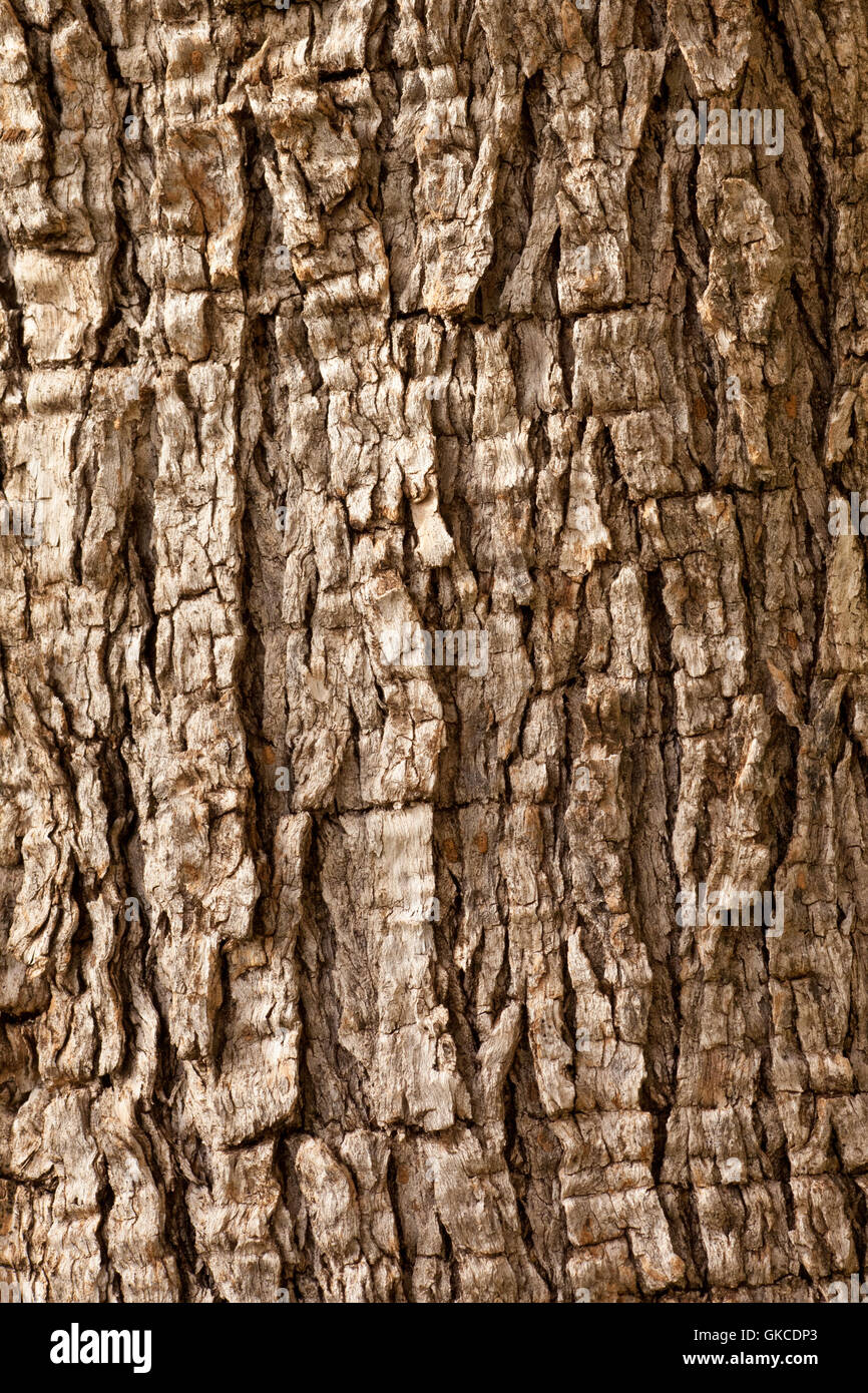 Grooves tree bark hi-res stock photography and images - Alamy