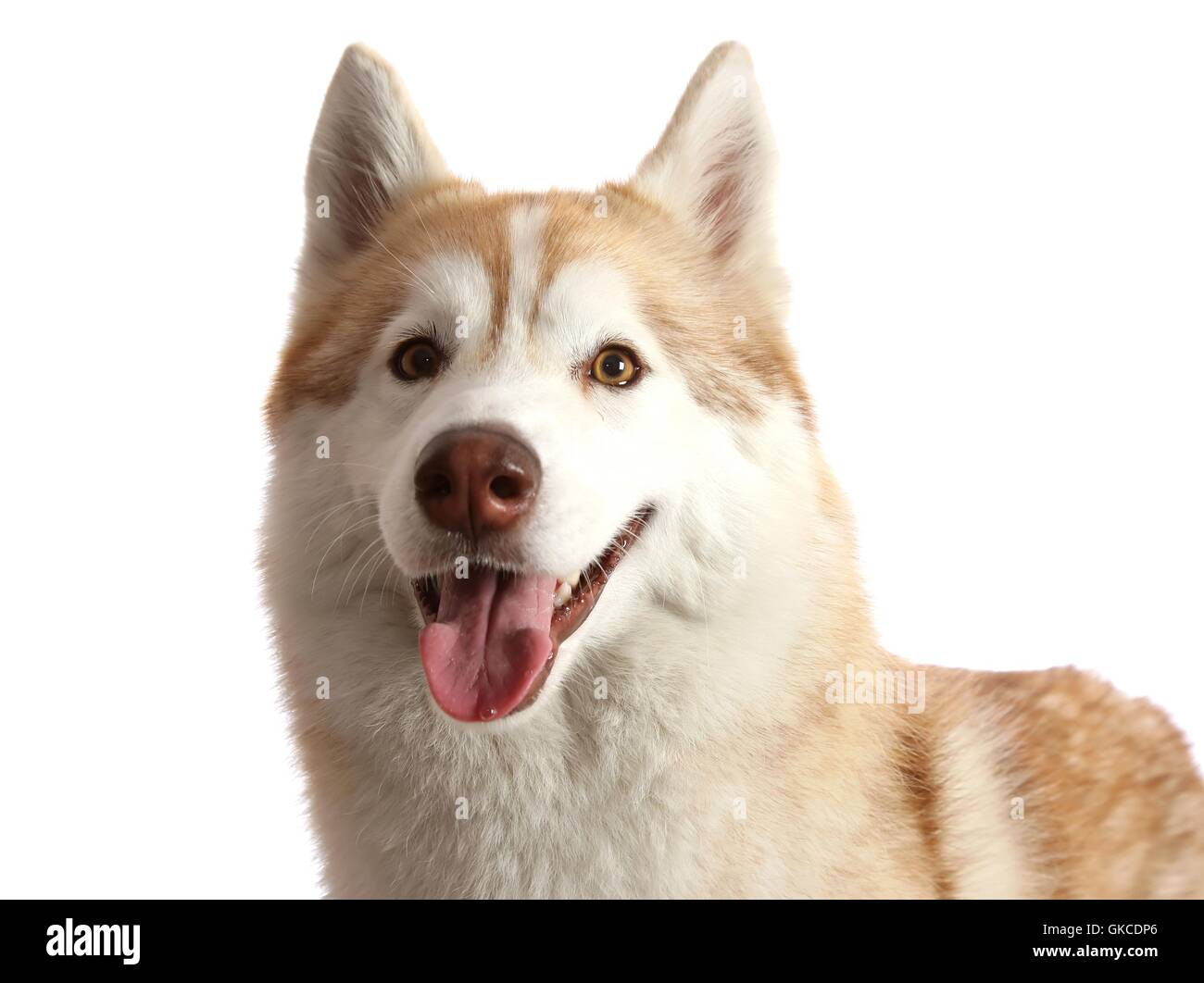 Pretty siberian husky dog hi-res stock photography and images - Alamy
