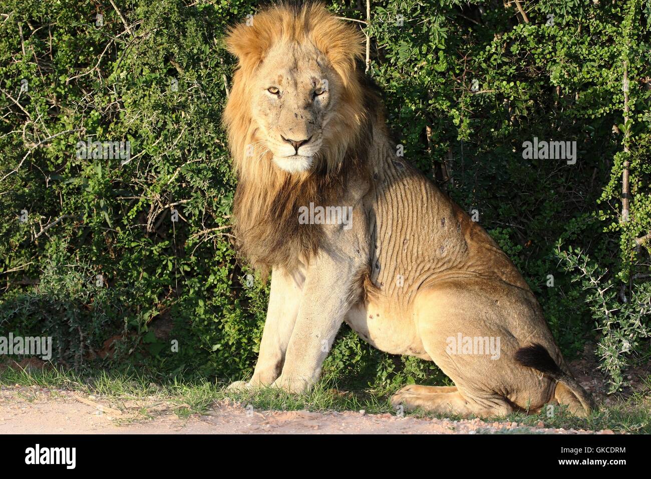 Big Male Lion Stock Photo - Alamy
