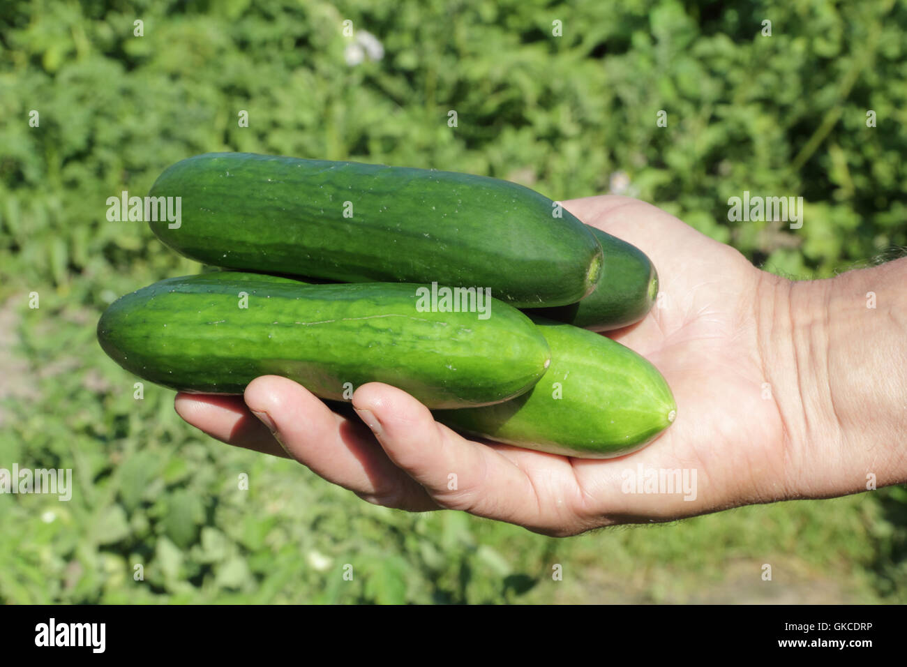 several cucumbers in a hand of farmer Stock Photo - Alamy