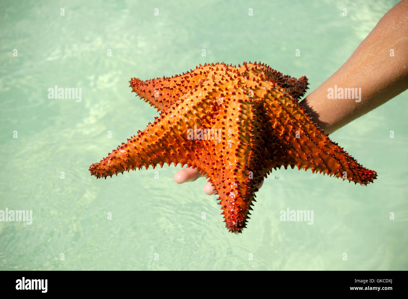 Red starfish in hand Stock Photo - Alamy