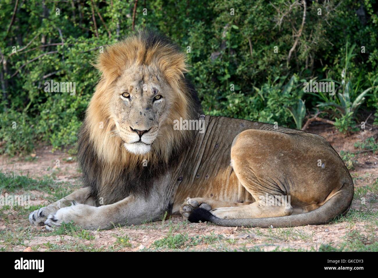 Big male lion hi-res stock photography and images - Alamy