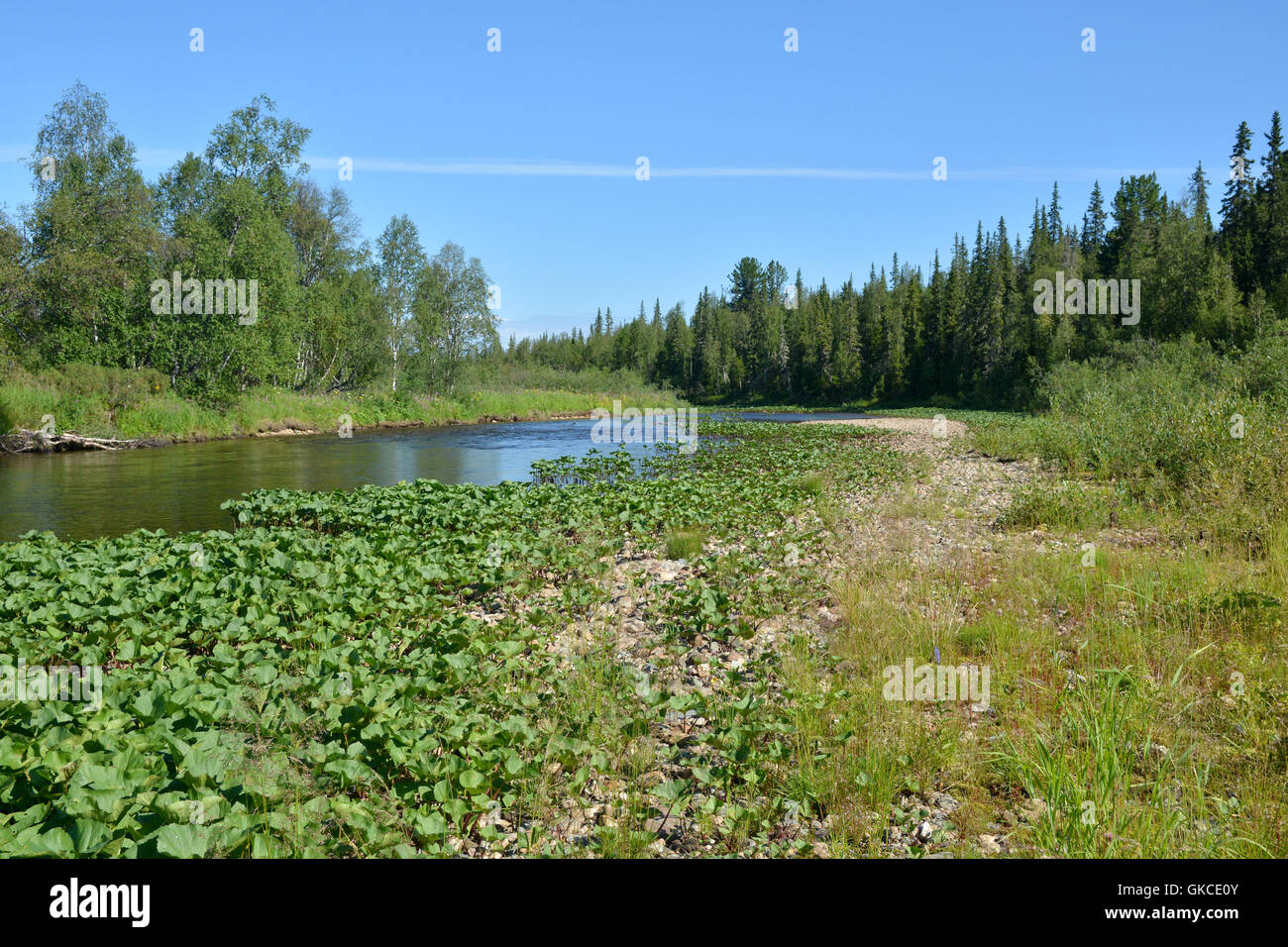 Virgin Komi forests. The national Park "Yugyd VA Stock Photo - Alamy