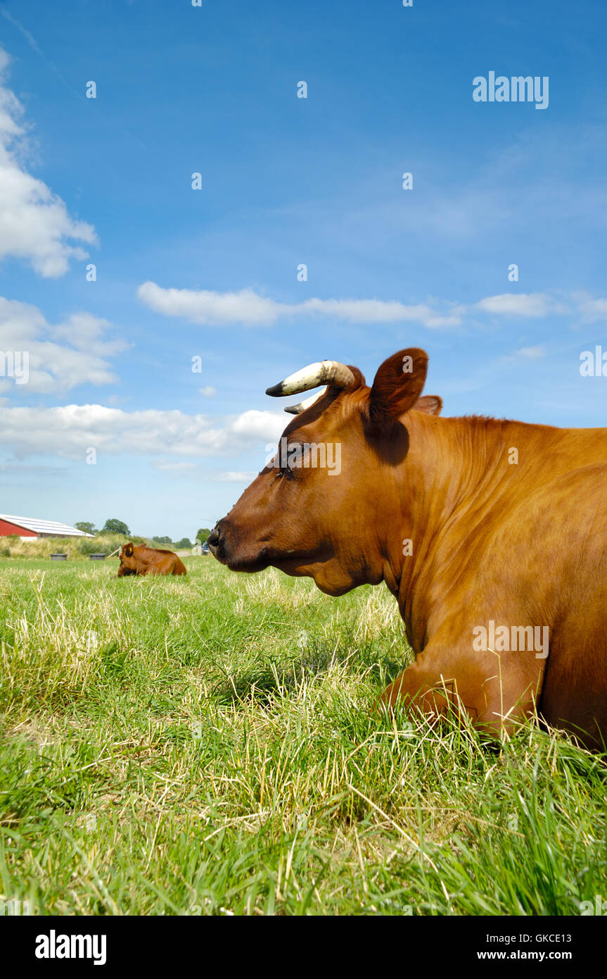 Cow profile hi-res stock photography and images - Alamy