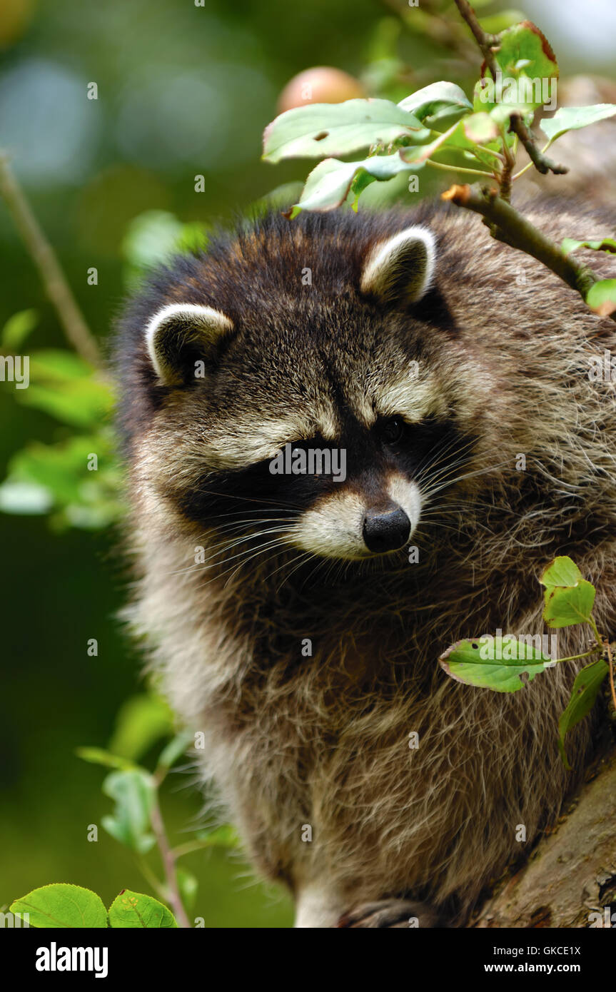 Sad racoon hi-res stock photography and images - Alamy