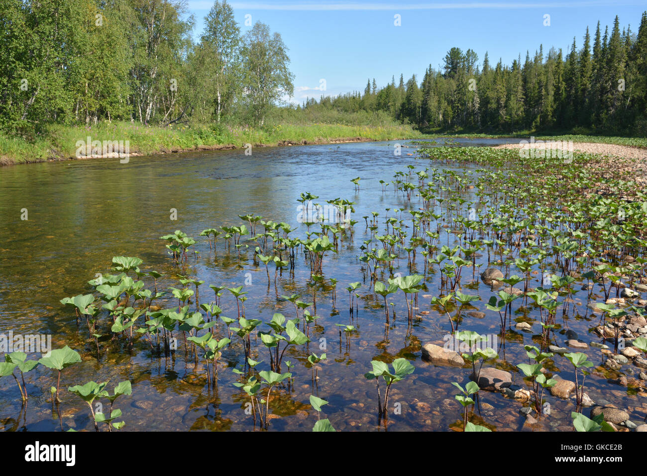 Virgin Komi forests. The national Park "Yugyd VA Stock Photo - Alamy