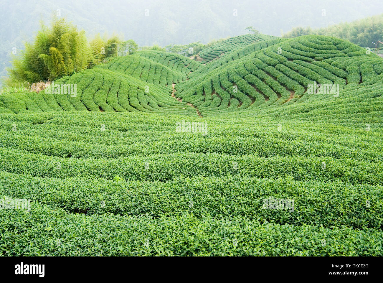 Tea trees on hill Stock Photo - Alamy