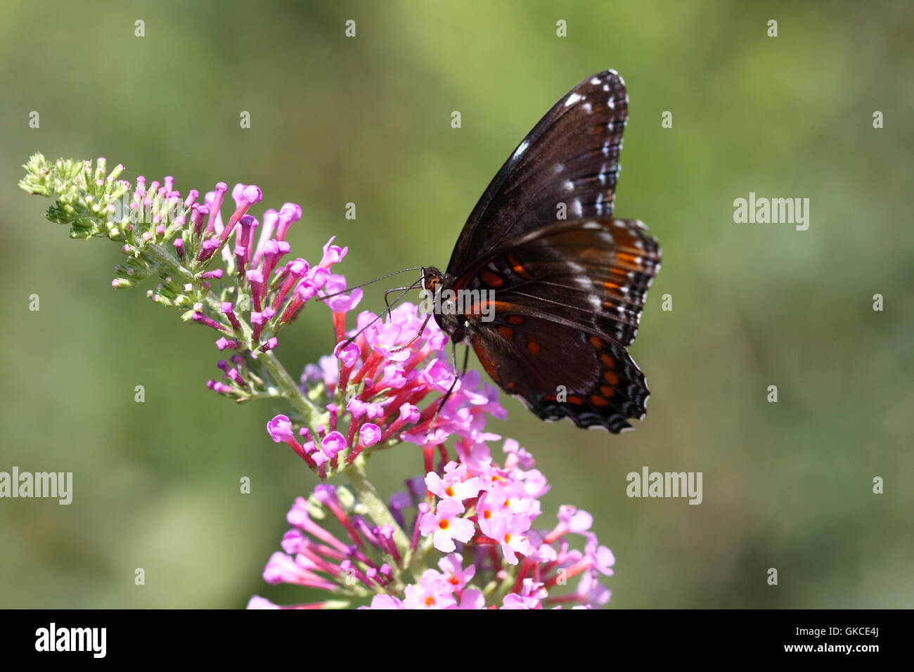 Red-spotted Purple Butterfly Stock Photo - Alamy