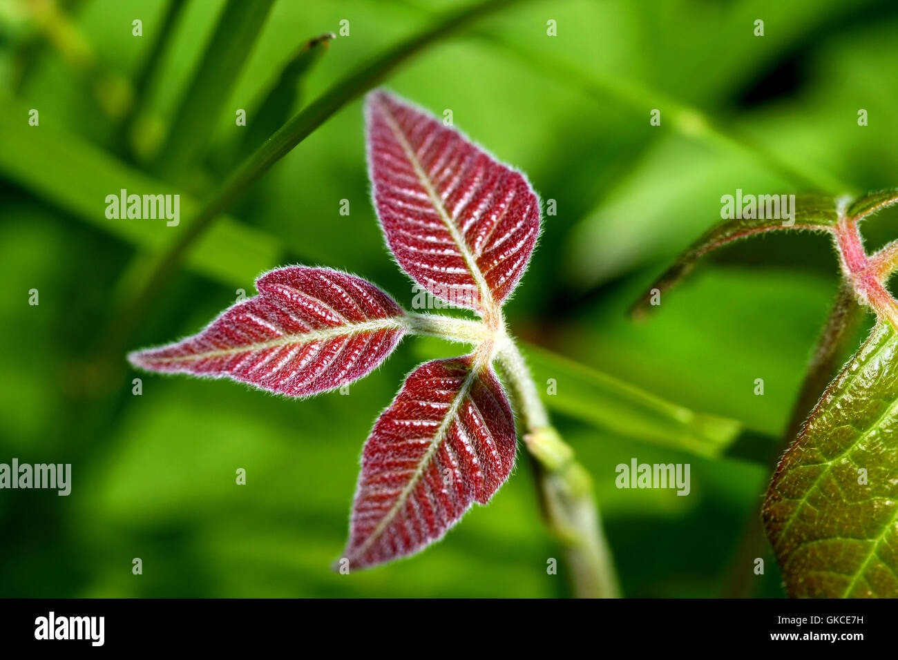 New red leaf hi-res stock photography and images - Alamy