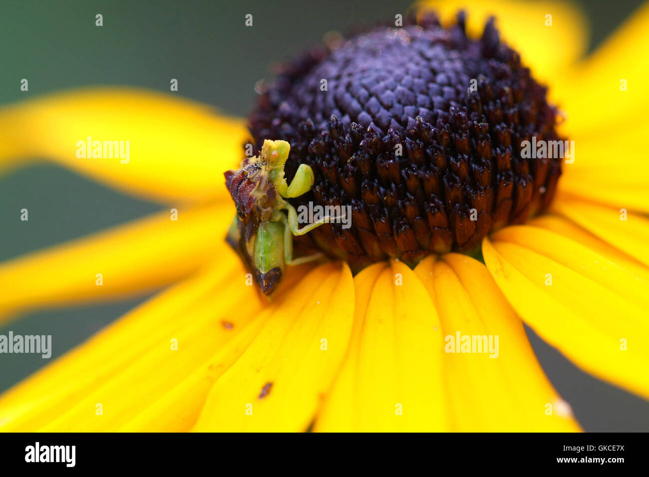 Ambush Bug Phymatinae Stock Photo - Alamy