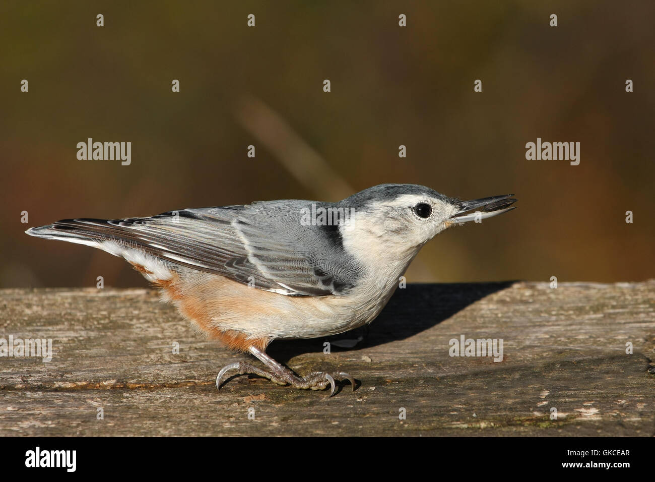 Grey breasted white eye hi-res stock photography and images - Alamy