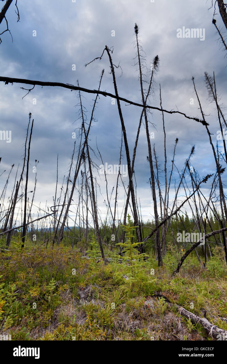 Burnt boreal forest Stock Photo - Alamy