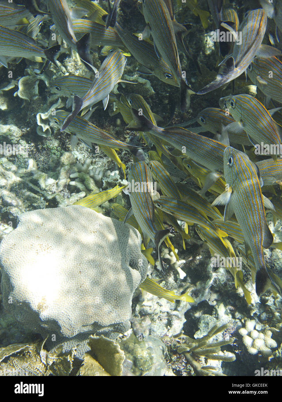 White grunt fish underwater hi-res stock photography and images - Alamy