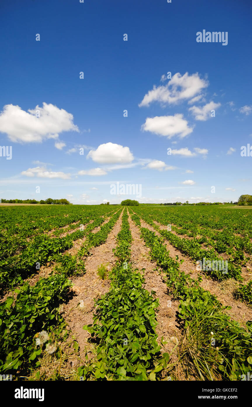 Rows of plants Stock Photo - Alamy