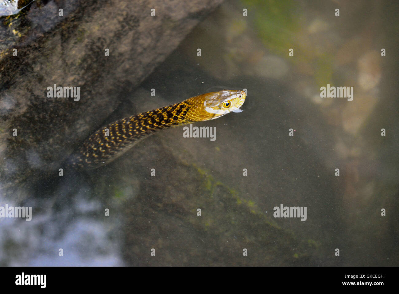 A brightly patterned water dwelling snake surfaced to breathe, captured ...
