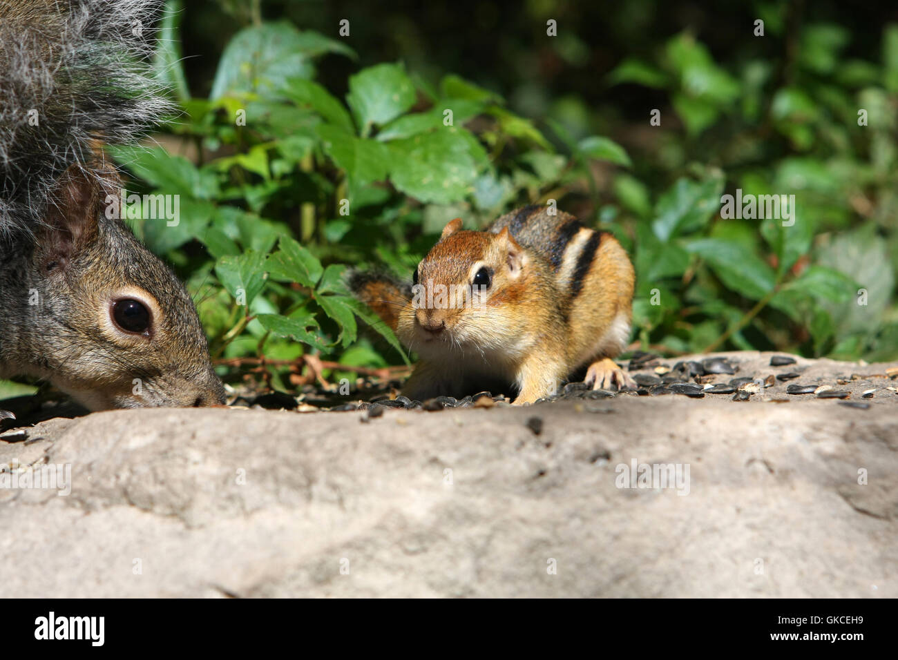 Gray chipmunk hi-res stock photography and images - Alamy