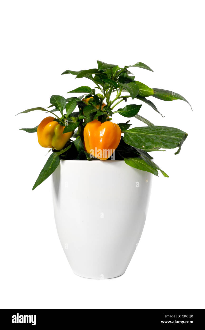 Pepper plant Cut Out Stock Images & Pictures - Alamy