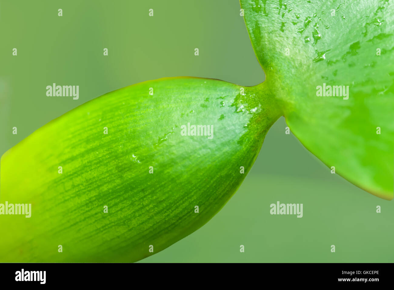 Aquatic plants - water hyacinth stems and leaves Stock Photo - Alamy
