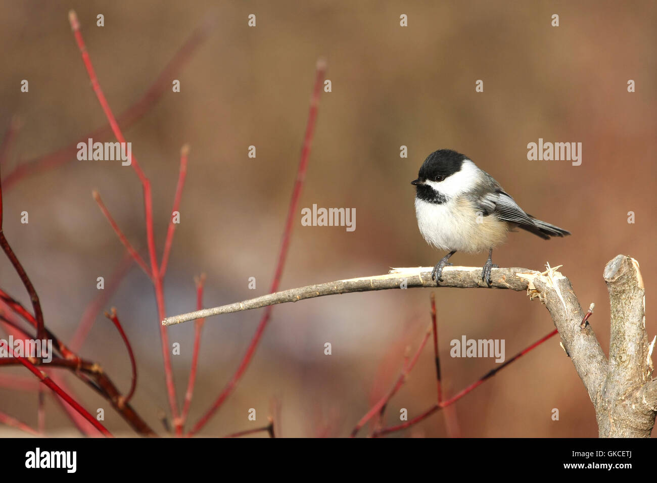 Black capped titmouse hi-res stock photography and images - Alamy