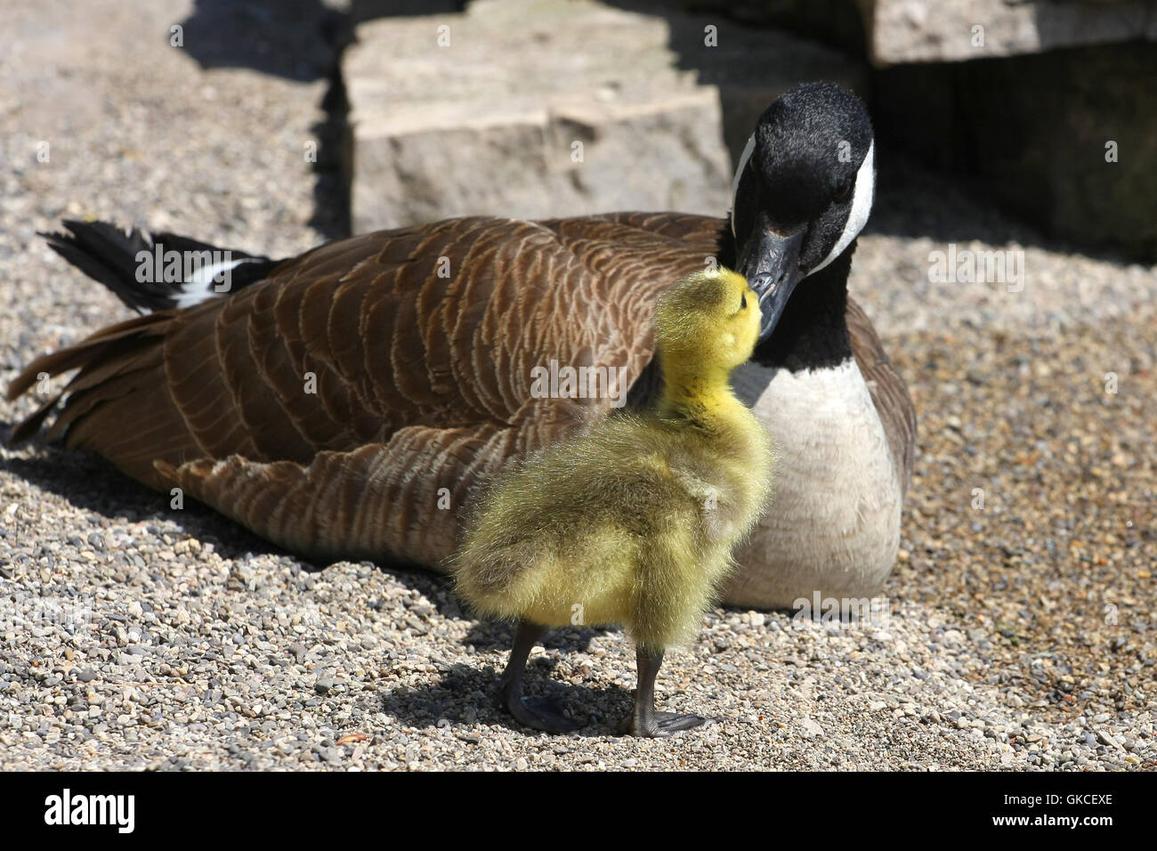 Pond Indigenous Birds High Resolution Stock Photography and Images - Alamy