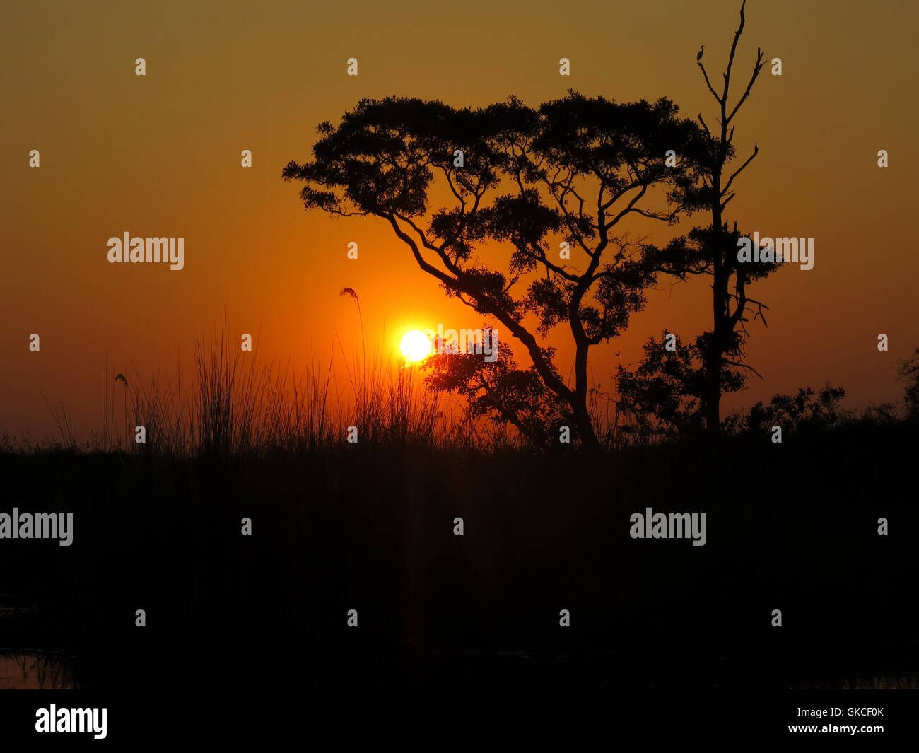 Okavango Delta sunset Stock Photo - Alamy