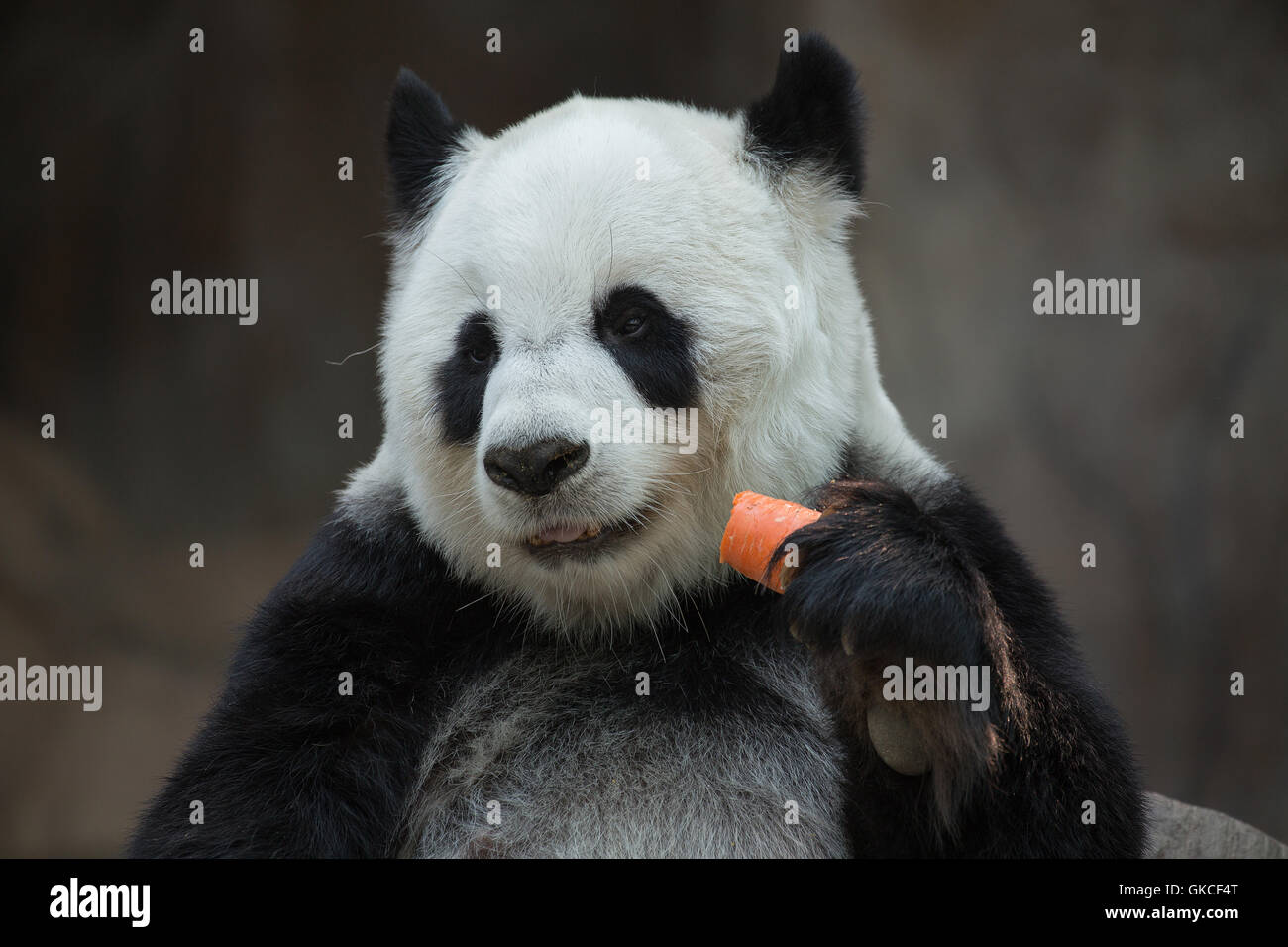 Fat panda hi-res stock photography and images - Alamy