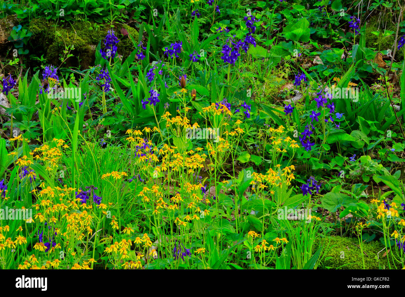 Golden Ragwort, Larkspur, Cedar Sink Trail, Cedar Sink, Mammoth Cave ...