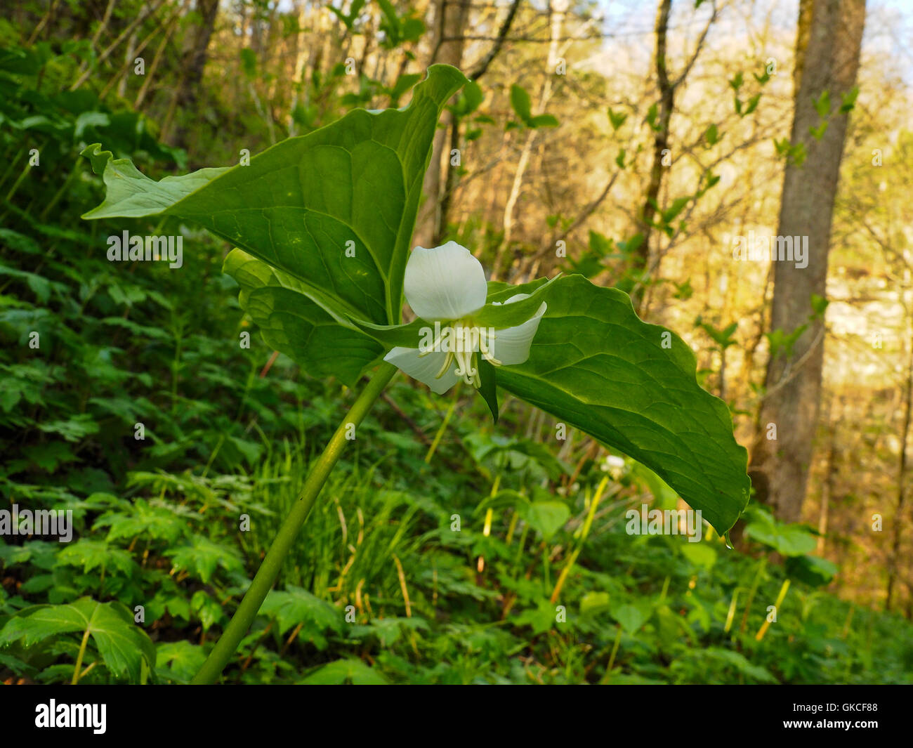 Nodding Trillium, Cedar Sink Trail, Cedar Sink, Mammoth Cave National ...