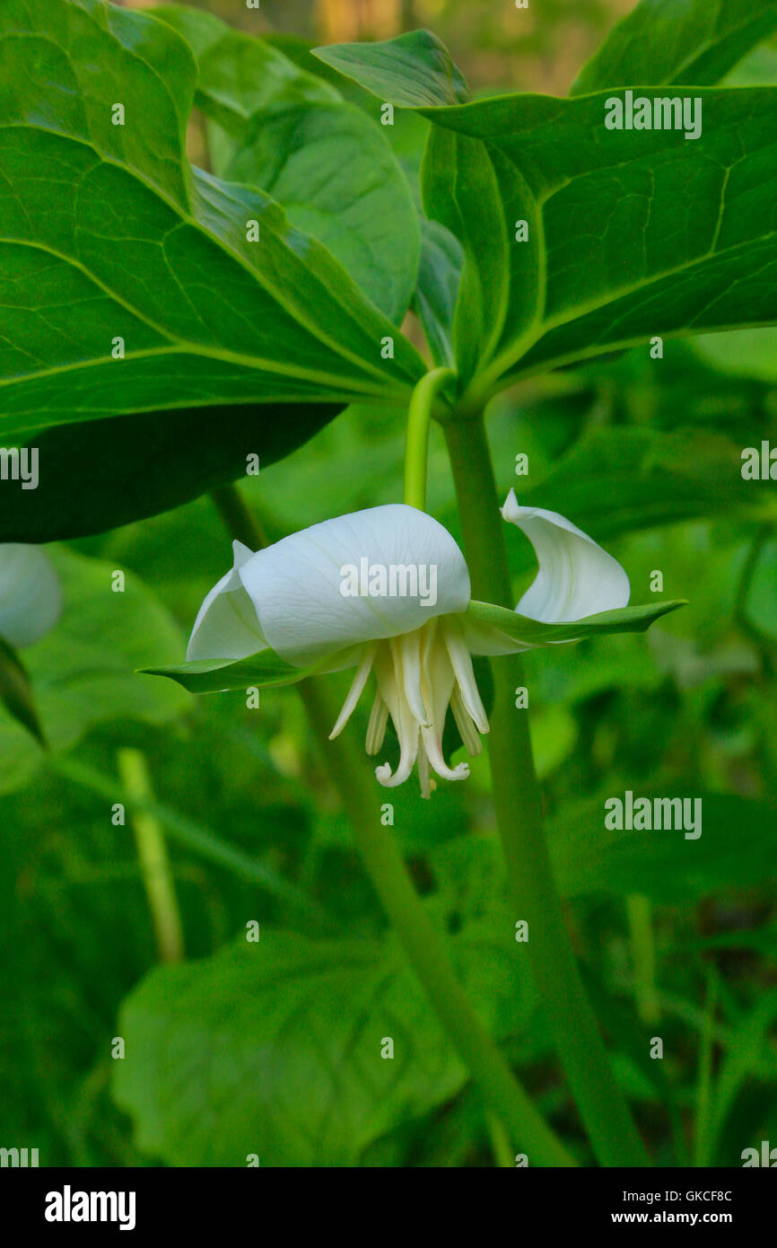 Nodding Trillium, Cedar Sink Trail, Cedar Sink, Mammoth Cave National ...