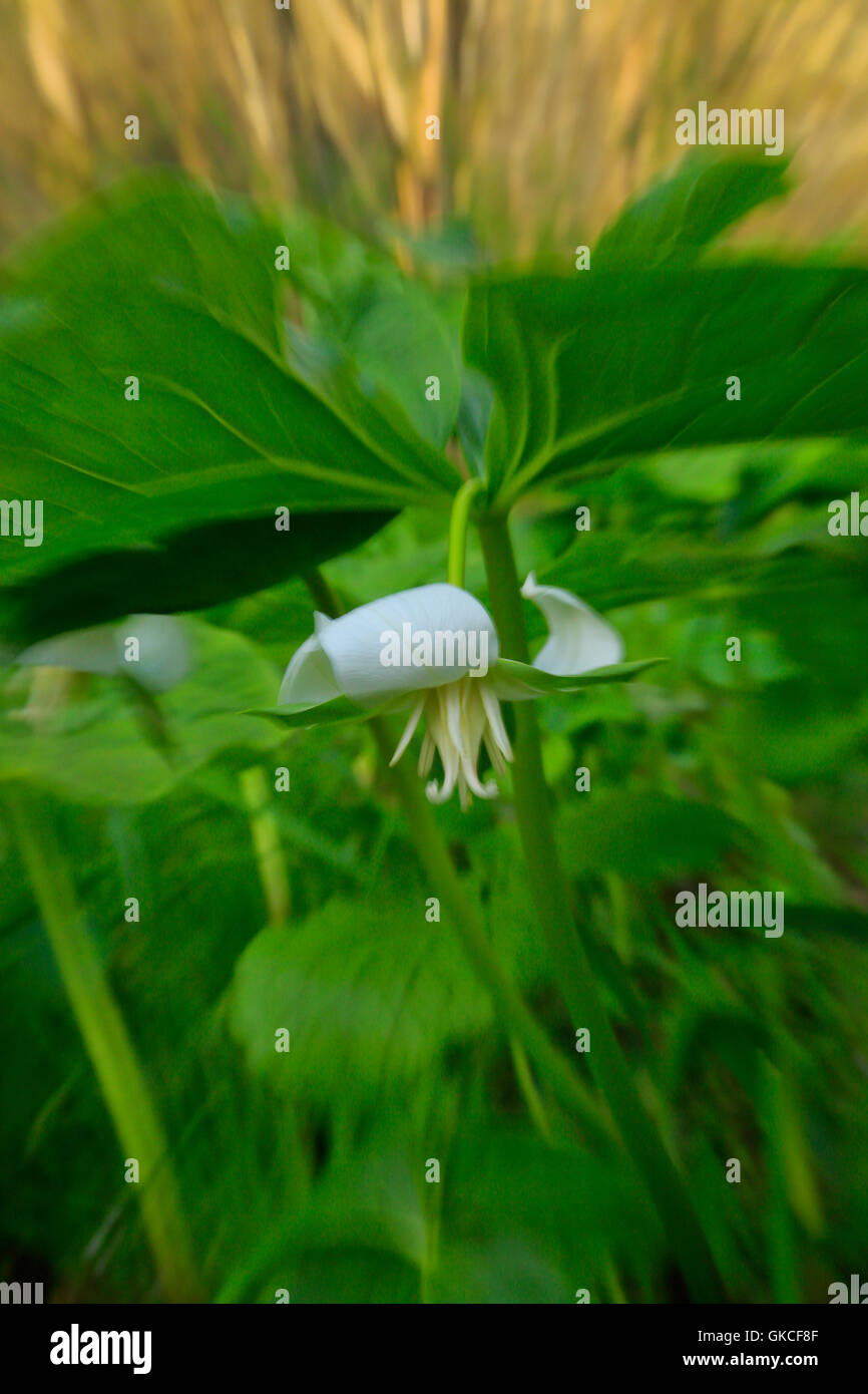 Nodding Trillium, Cedar Sink Trail, Cedar Sink, Mammoth Cave National ...