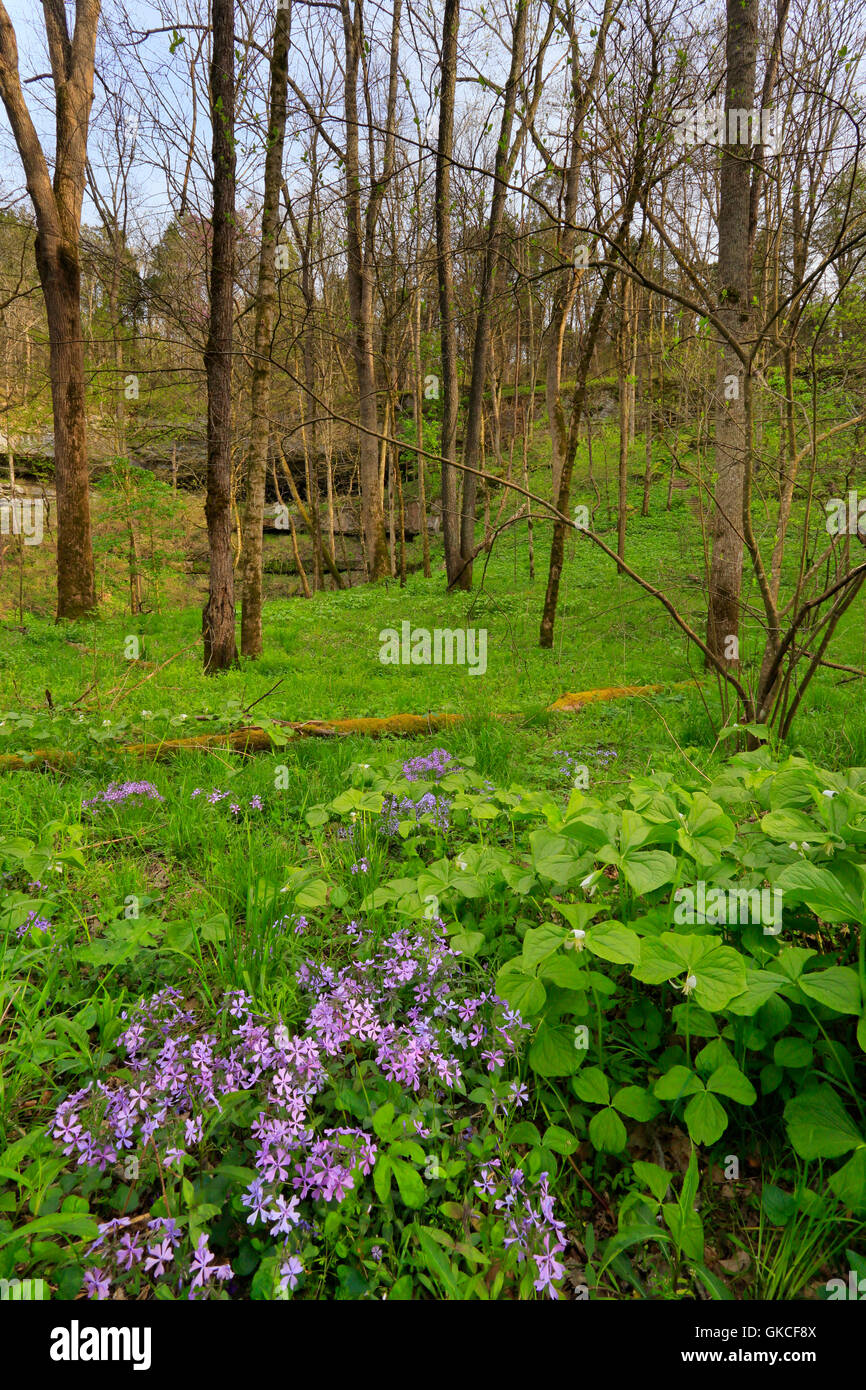 Phlox, Nodding Trillium, Cedar Sink Trail, Cedar Sink, Mammoth Cave ...