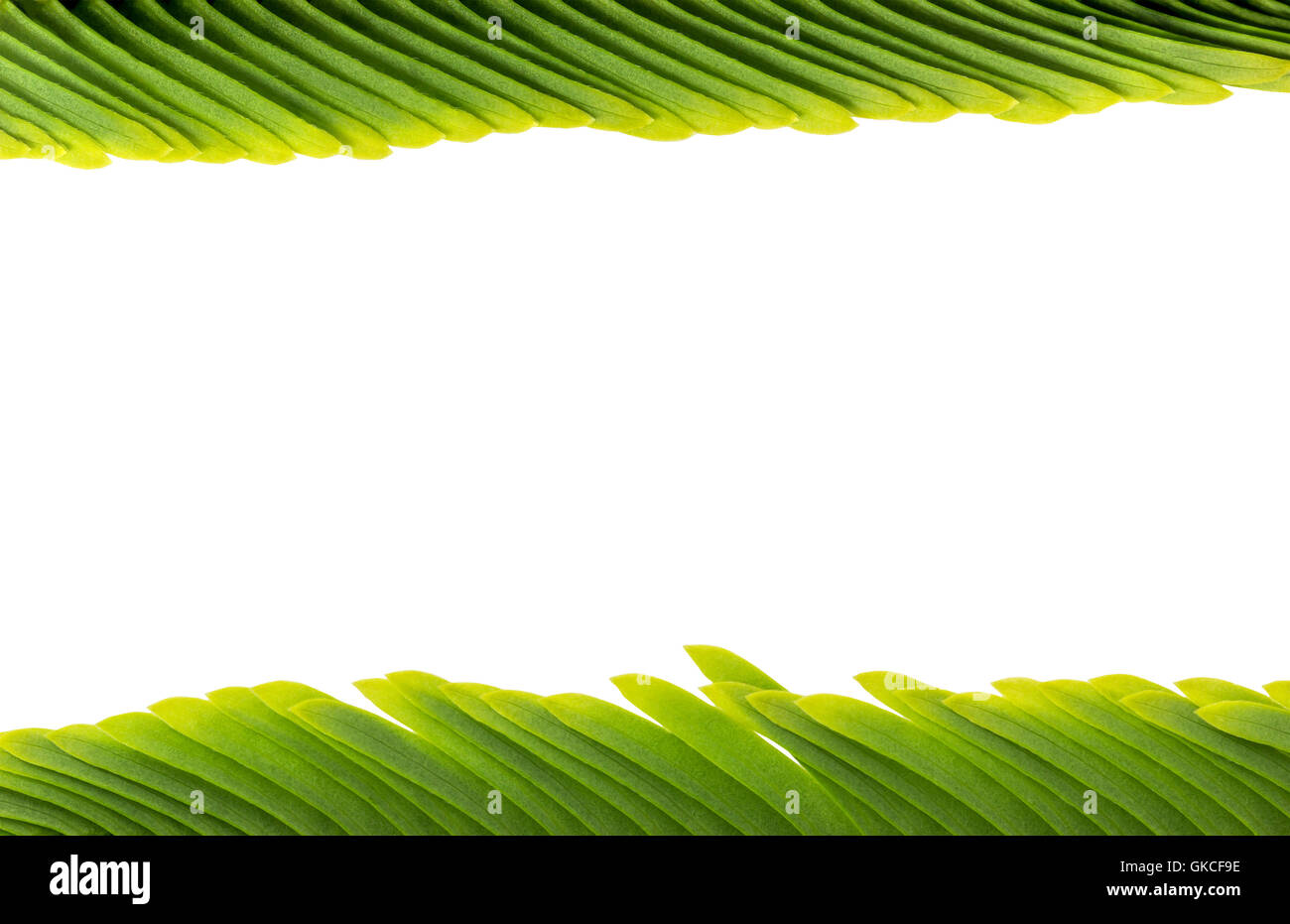 Small leaf isolated on white background Stock Photo - Alamy