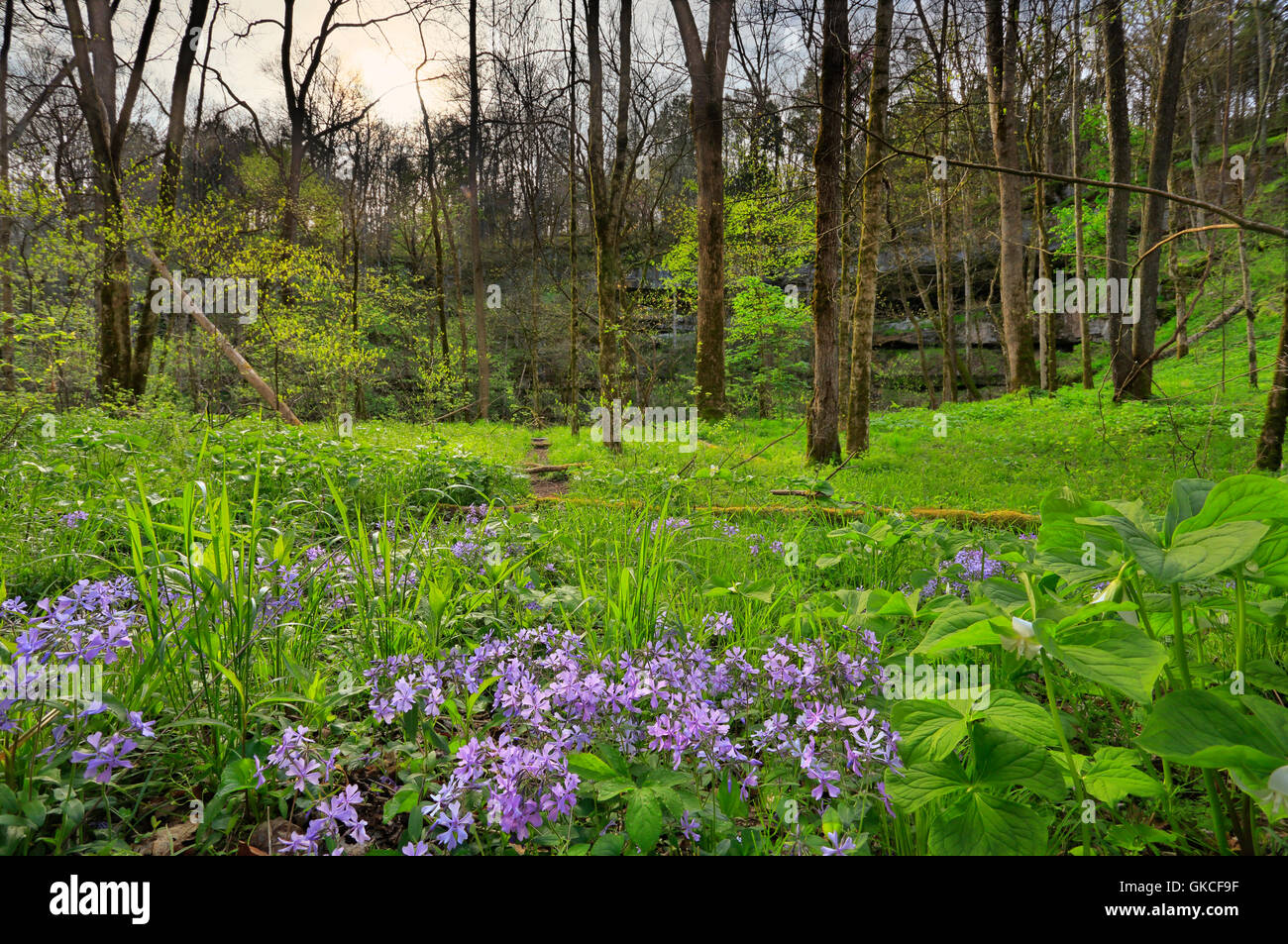 Phlox, Nodding Trillium, Cedar Sink Trail, Cedar Sink, Mammoth Cave ...