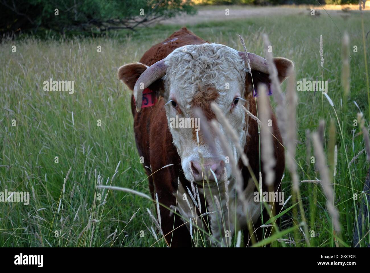 Ranching hi-res stock photography and images - Alamy