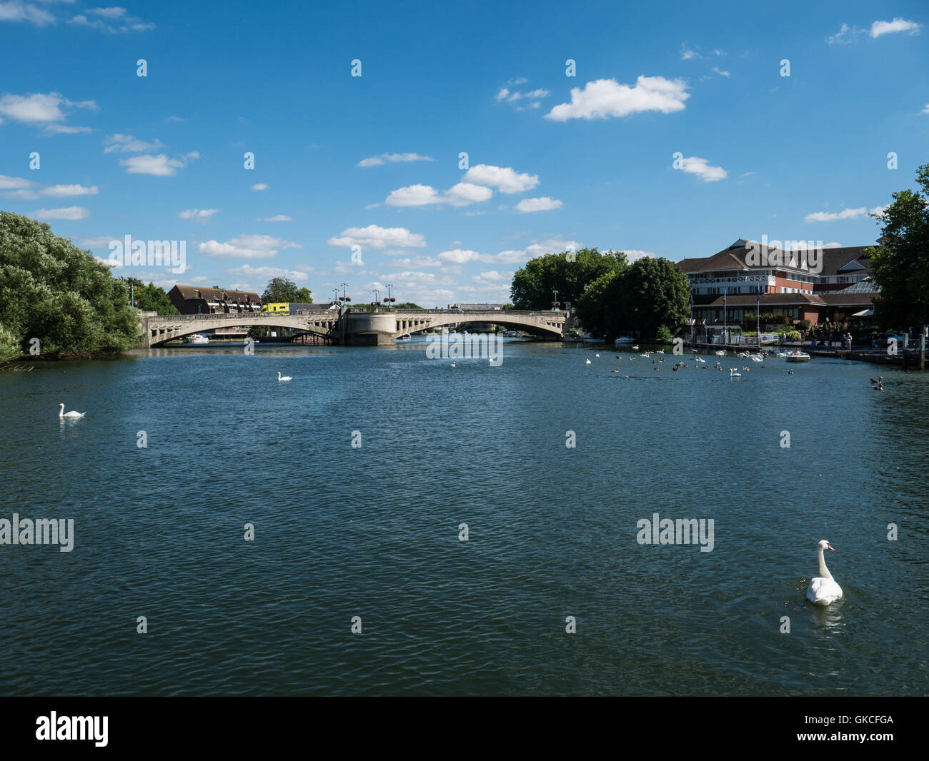 Swans in front of, Caversham Bridge, River Thames, Reading, Berkshire ...