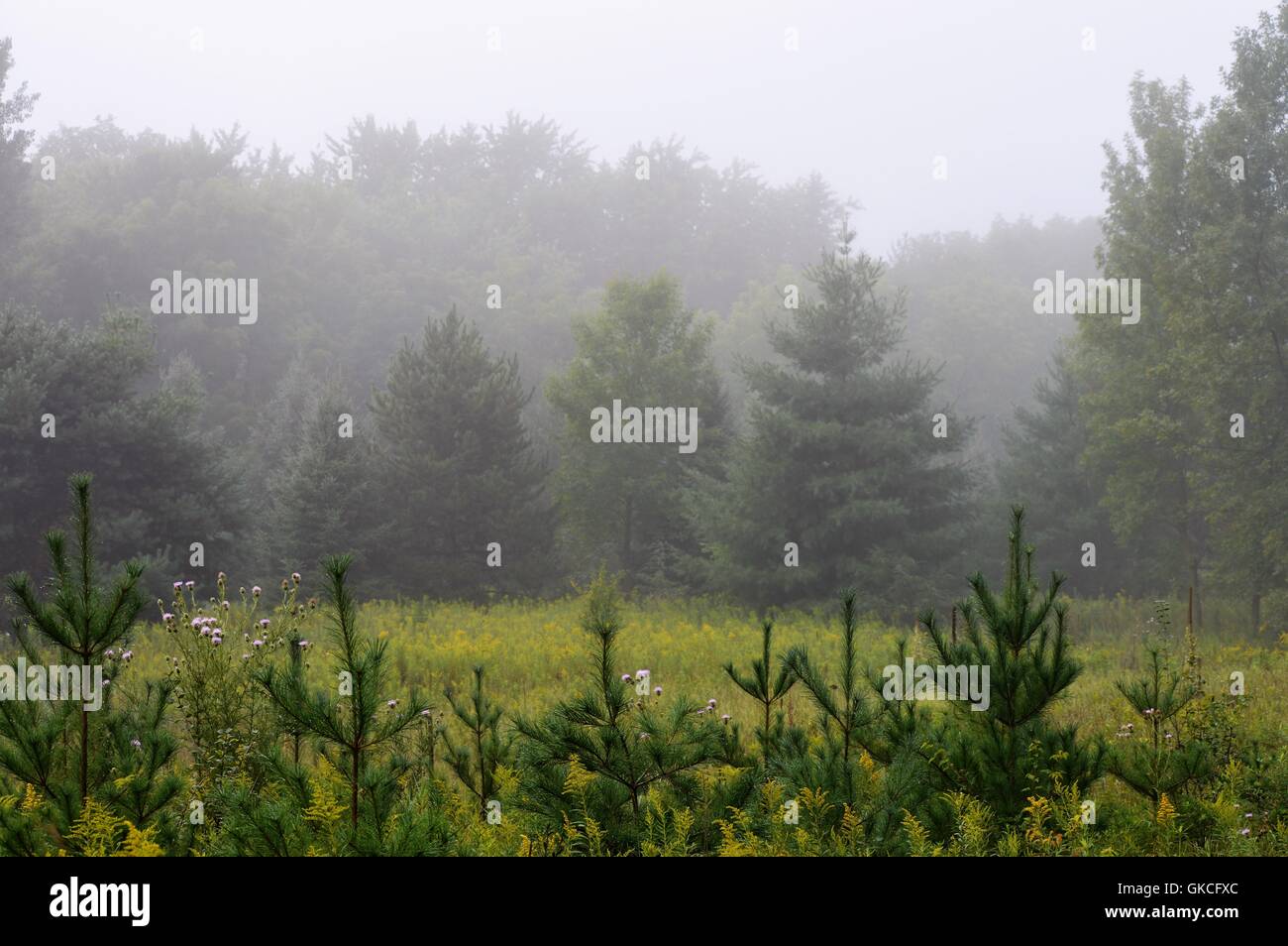 Wilderness Landscape in the Fog Stock Photo - Alamy