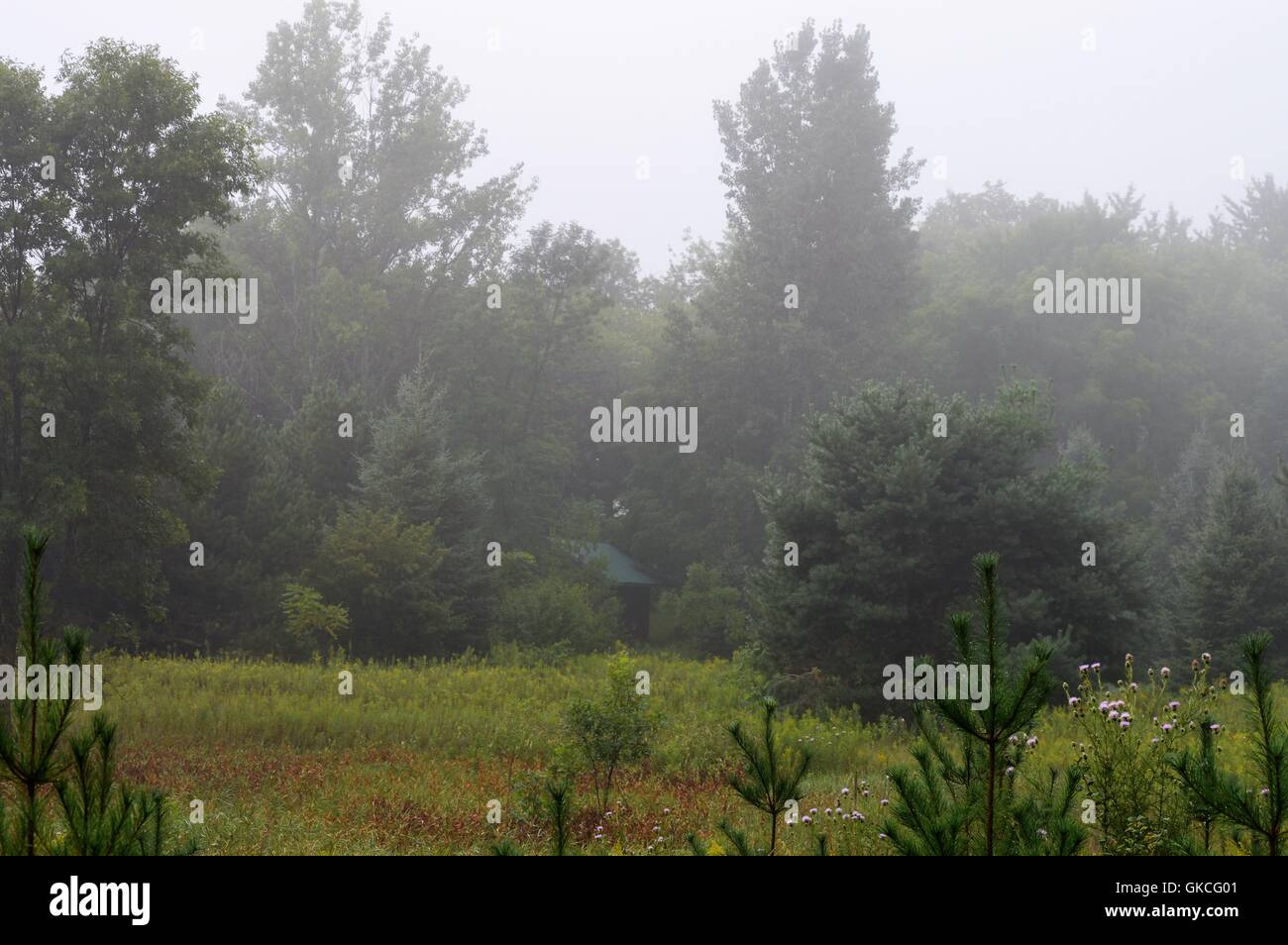 Wilderness Landscape in the Fog Stock Photo - Alamy