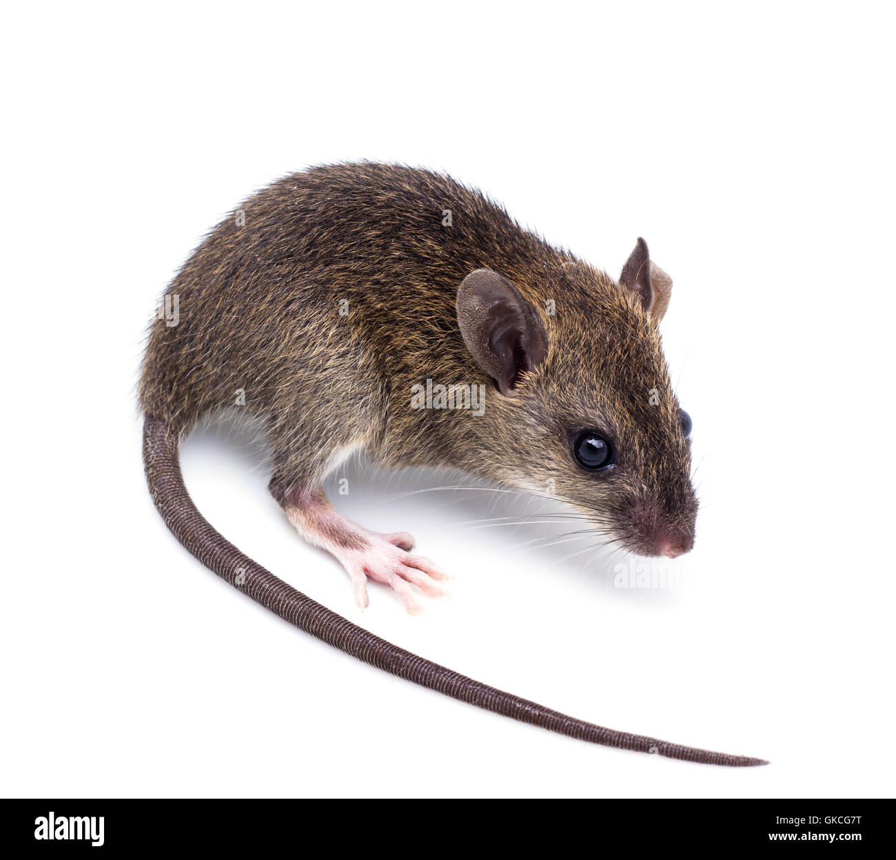 Black rat isolated on white hi-res stock photography and images - Alamy