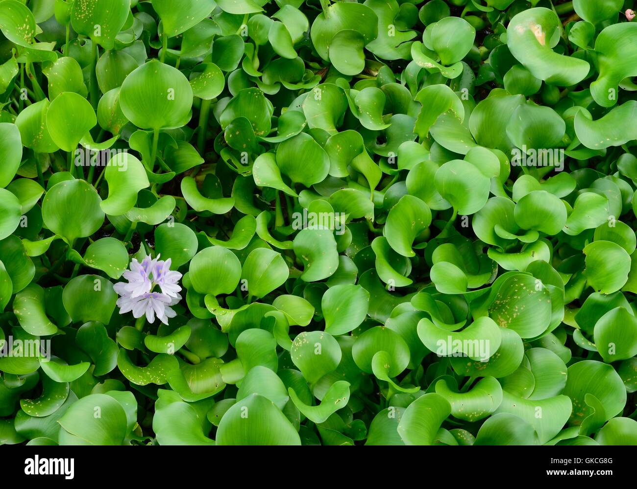 Small water lily hi-res stock photography and images - Alamy