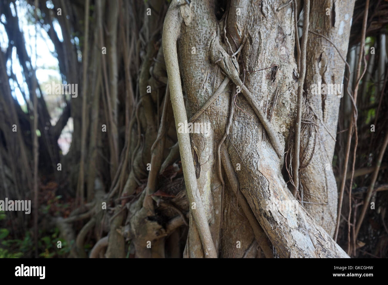Barbados bearded fig tree hi-res stock photography and images - Alamy